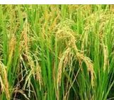 Elephant Group Centre Oregun Lagos - finelib.com