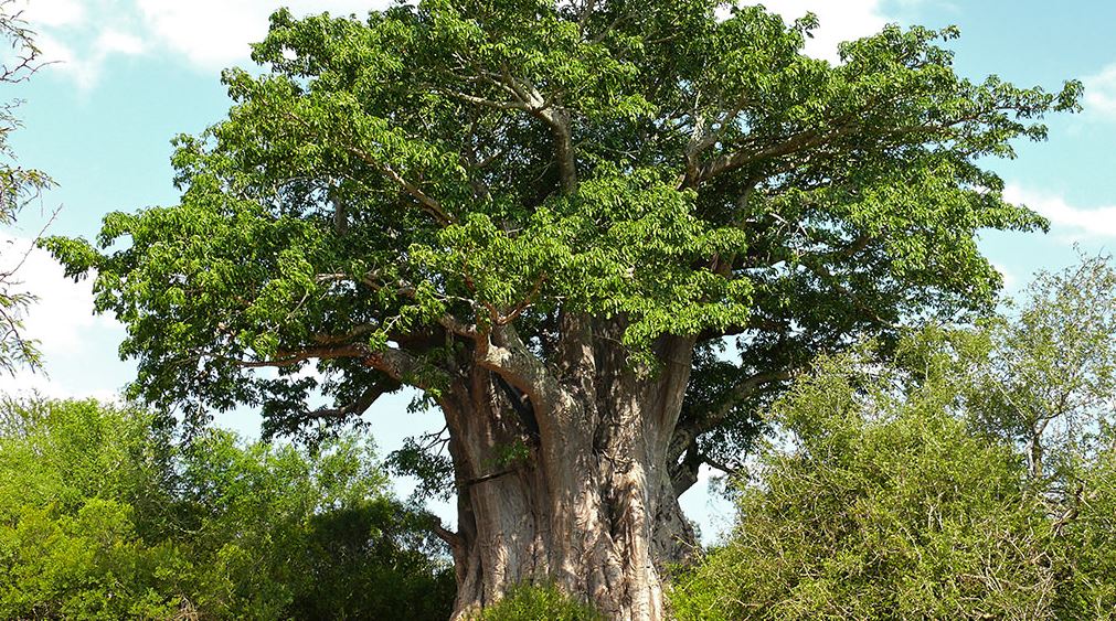 17 Super Health Benefits Of Baobab Leaves Finelib