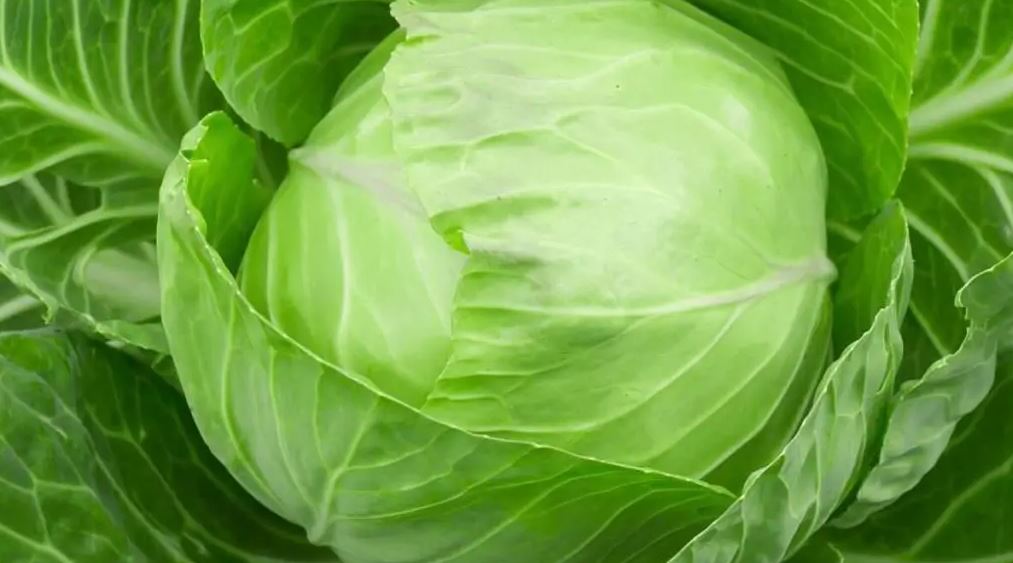 22 Amazing Health Benefits Of Cabbage