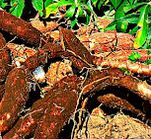 Guaranteed Cassava Surplus Farms Lekki Phase 1 Lagos - finelib.com