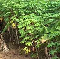 Olajuwon Farms Ogun State Nigeria - finelib.com