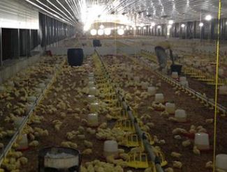 Sayed Farms Limited Jericho Ibadan Oyo State Nigeria - finelib.com