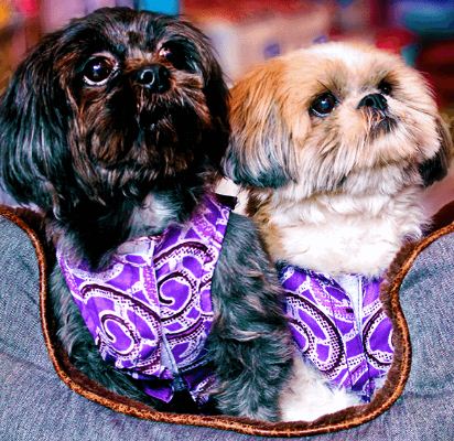 Posh Pets Victoria Island Lagos Nigeria - finelib.com