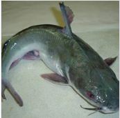 Chu and Chi Fish Farm and Snailery Owerri Imo Nigeria - finelib.com