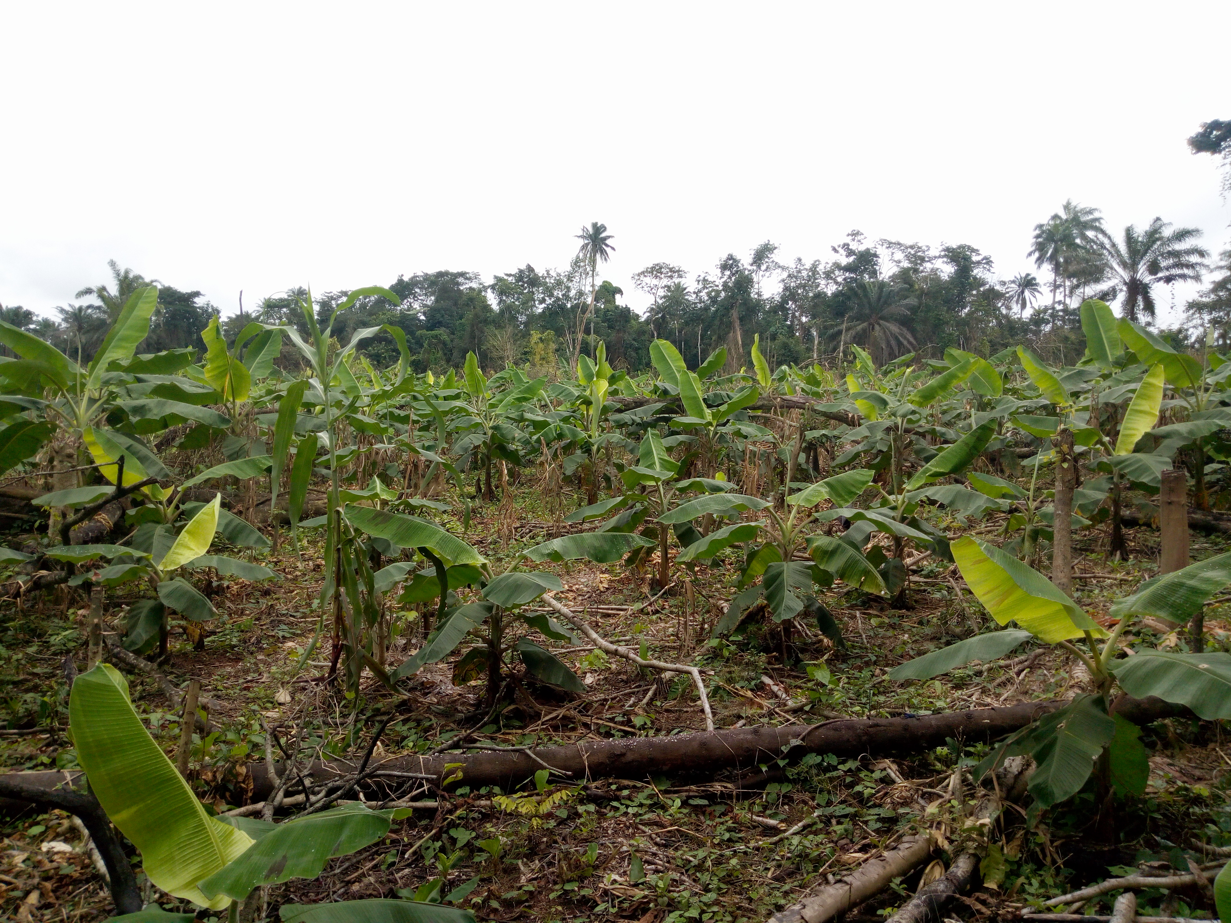 J & E Agriculture Benin Edo - finelib.com