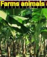 Nima Farms Ltd Ekpan, Warri Delta State, Nigeria - finelib.com