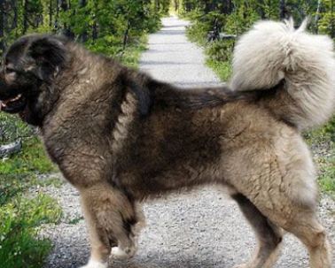 Kabana Dog Farm Calabar South Cross River - finelib.com